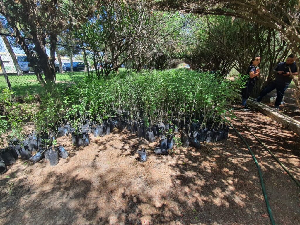 Cultiva Parques y Jardines varias especies en el vivero de El Chamizal ...